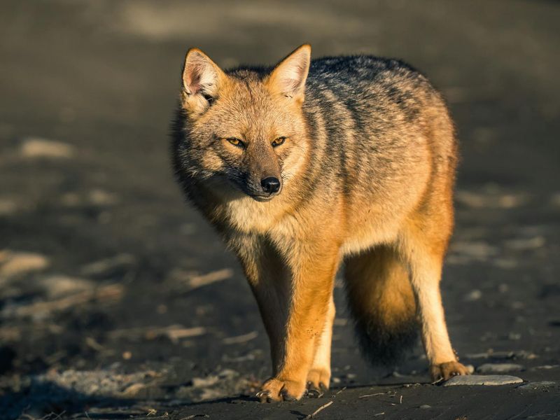 Erleben Sie Culpeos in Südamerika mit Viventura