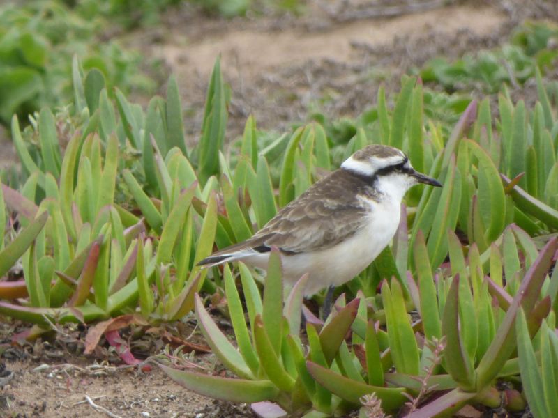 Polartours | Wirebird, St Helena plover