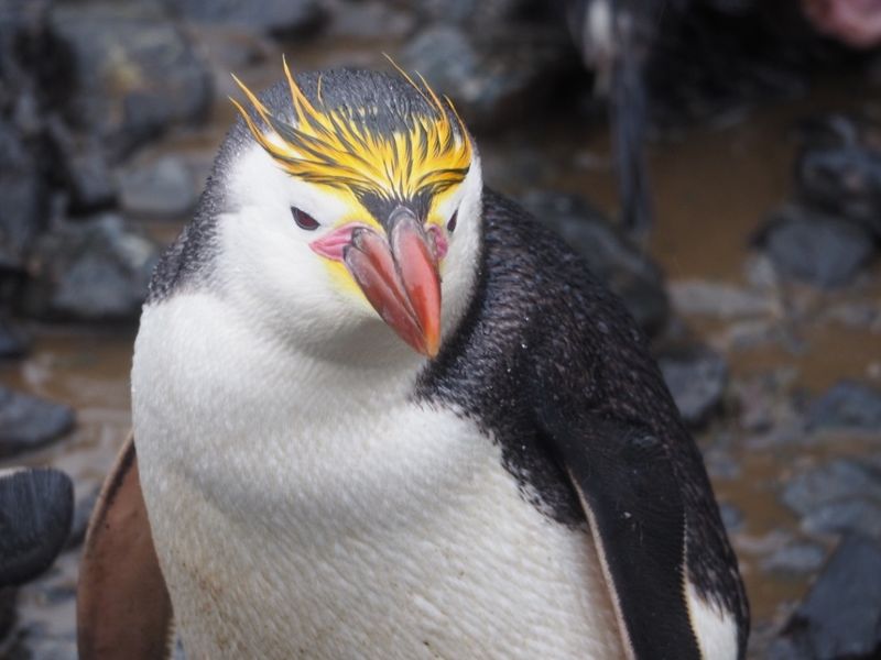 Royal Penguin | Polartours.com