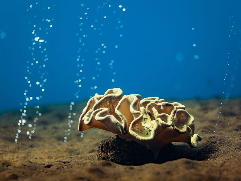Hot Rocks Diving Cruise | DiveIndonesia.com