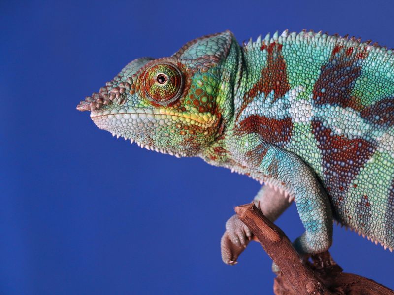 Le caméléon panthère à Madagascar