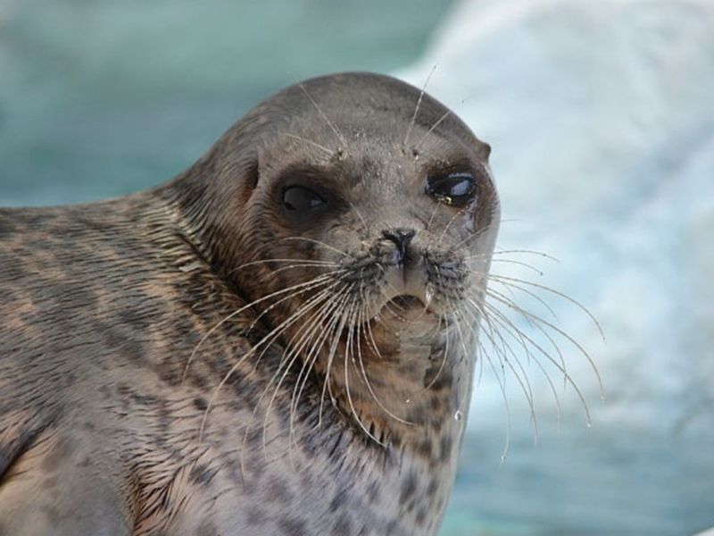 Ringed-seal | Polartours