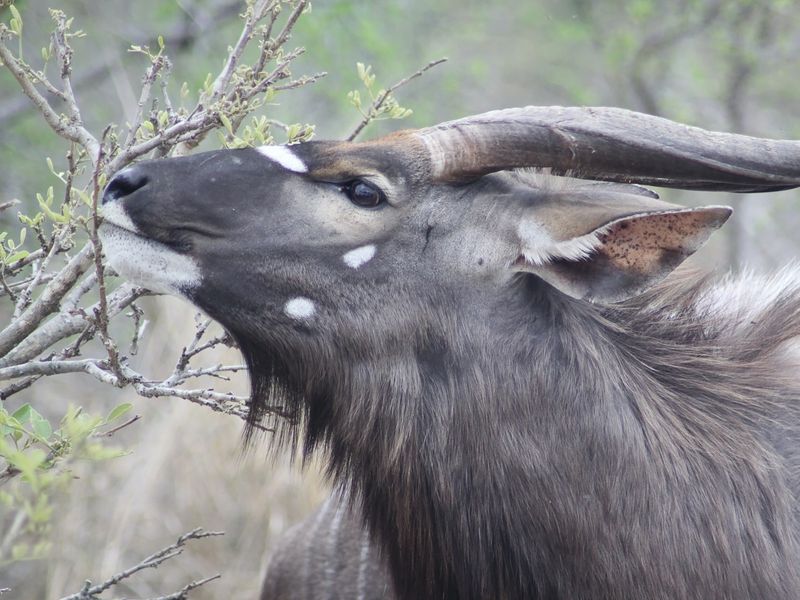 Nyala: eine interessante Antilopenart in Afrika