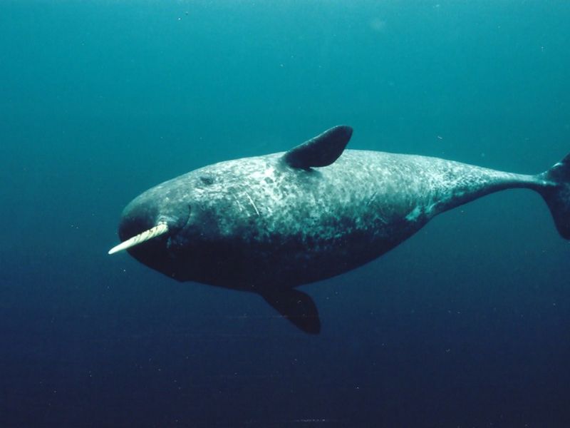 Bellot Strait | Polartours