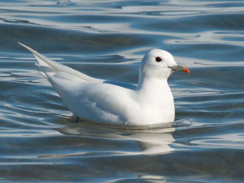 Ivory Gull | Polartours