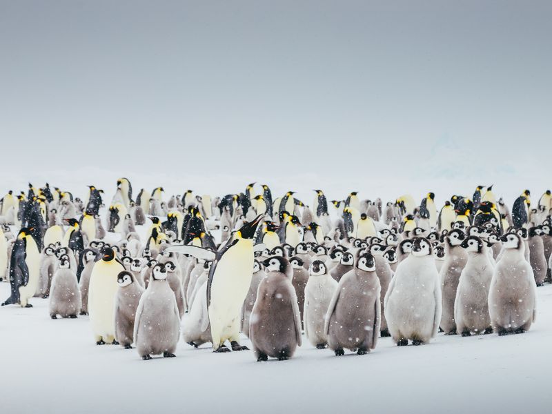 Ocean Explorer: Falklands, South Georgia & Antarctica | Polartours