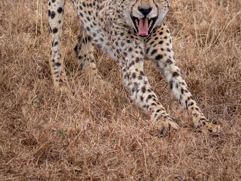 Der Gepard: das schnellste Tier der Welt an Land