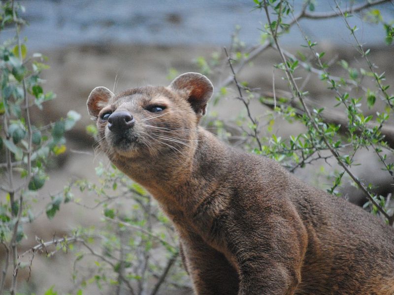 Die Fossa in Madagaskar