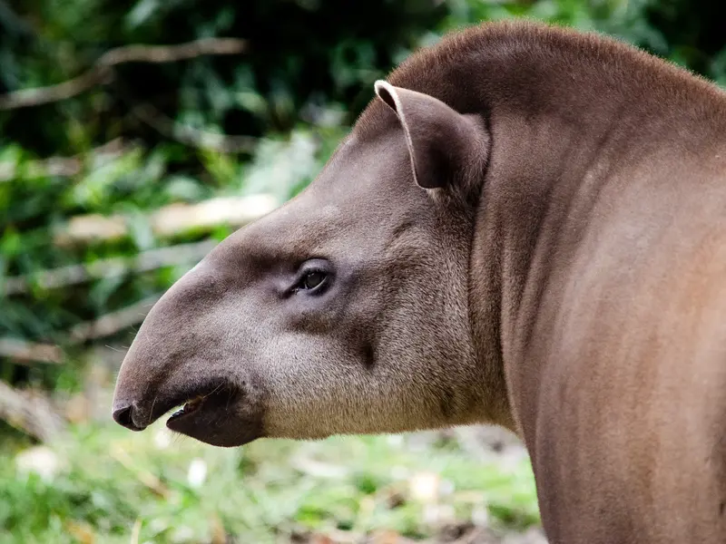 Experience Tapirs in South America with Viventura