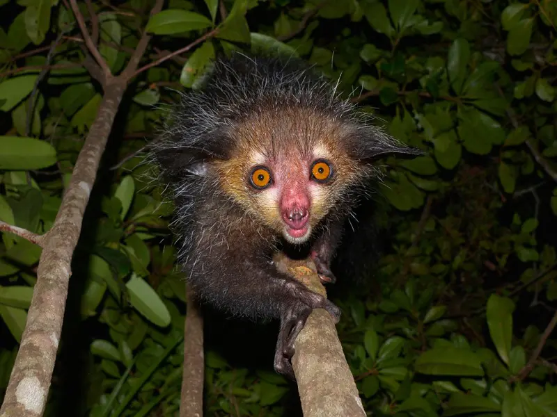 Das Aye Aye in Madagaskar