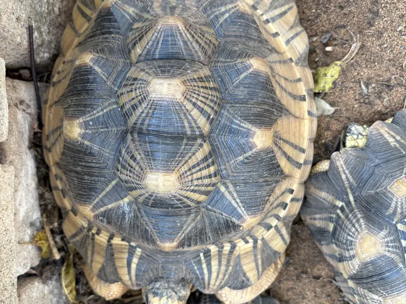 Visit the tortoise village in Ifaty: A protection centre