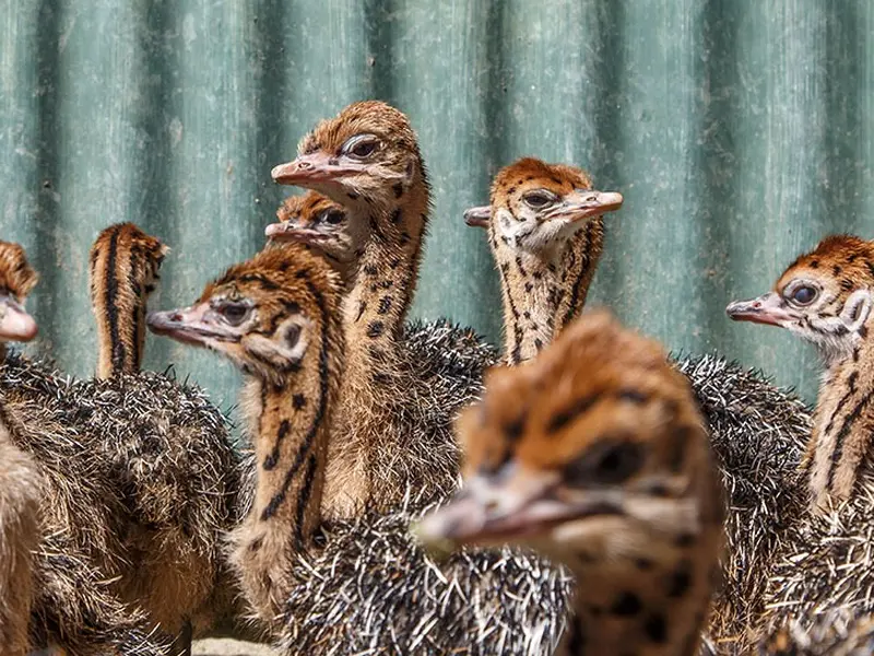 Karoo Ostrich Farm – A truly unique experience