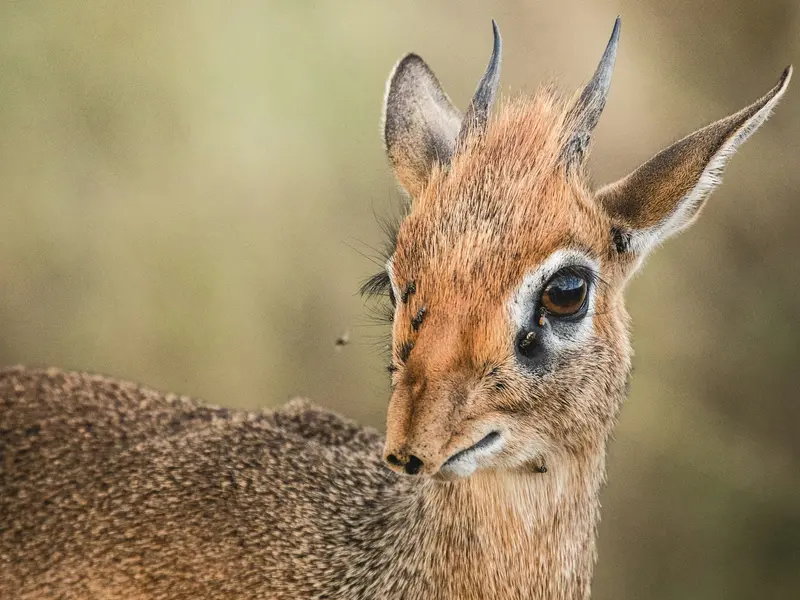 Dikdik