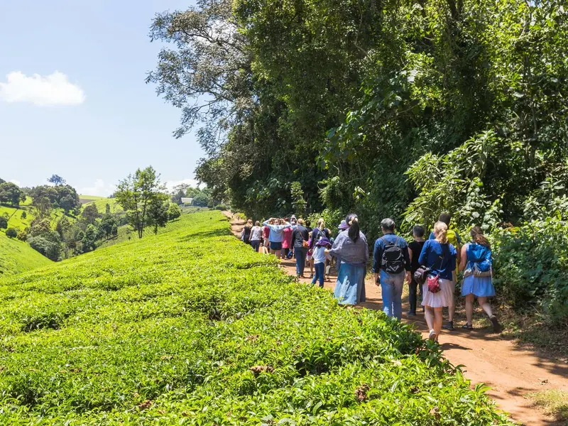 Kiambethu Tee-Farm Limuru