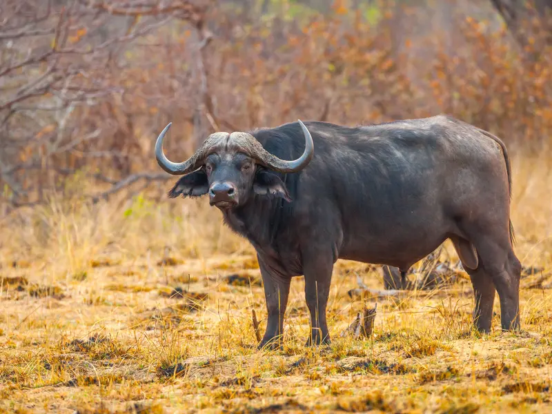 Enjoy a gamedrive in Mahango Game Reserve: spot elephants, buffalo and more