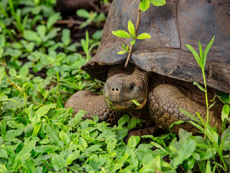 giant tortoise found