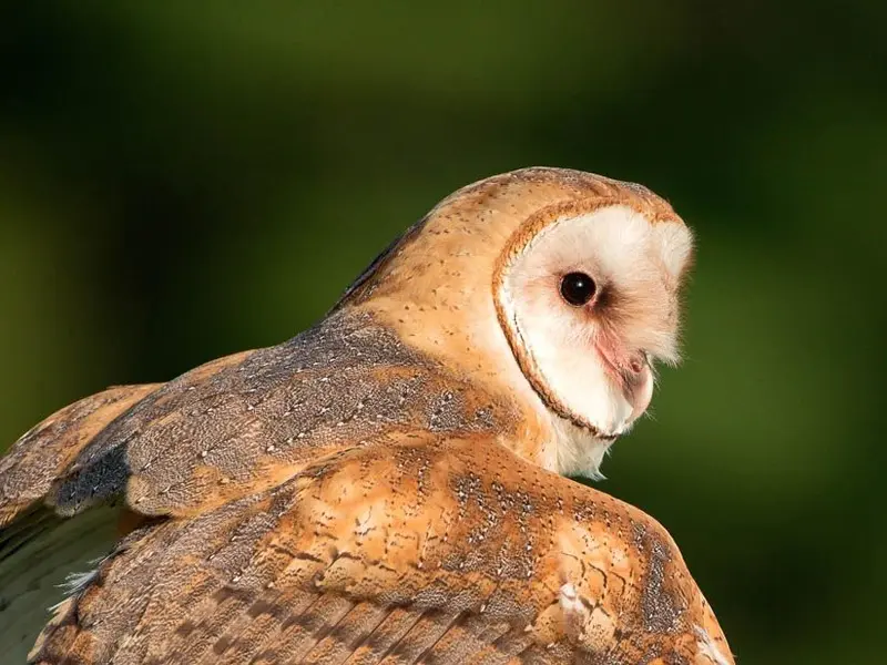 barn owl description