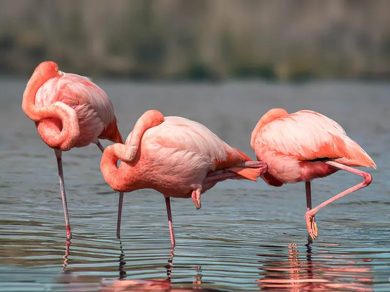 flamingo every 5 seconds