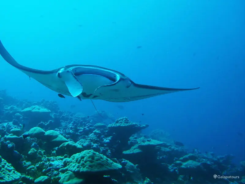 manta ray evolution tree