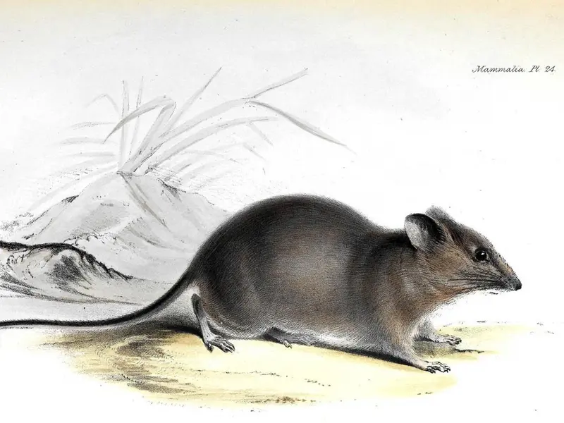 Galapagos Rice Rat | Galapatours