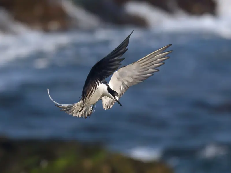 Polartours Sooty Tern