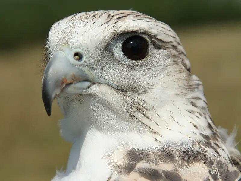 silver gyrfalcon
