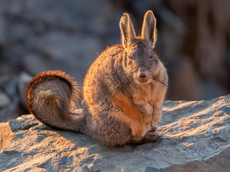 Repérez le Viscacha - Rongeur des Andes dans la nature | Viventura