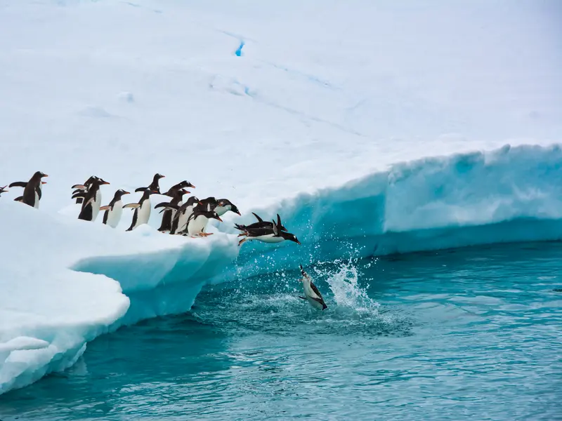 La faune et la flore de l'Antarctique | Polartours
