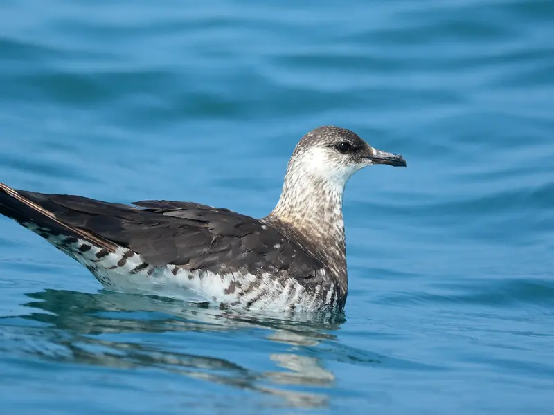 Parasitic Jaeger