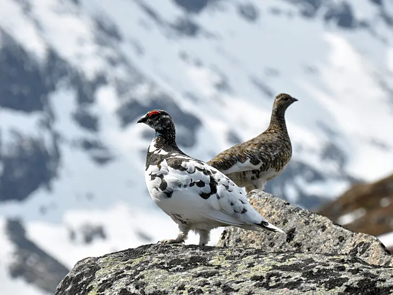 ptarmigan project