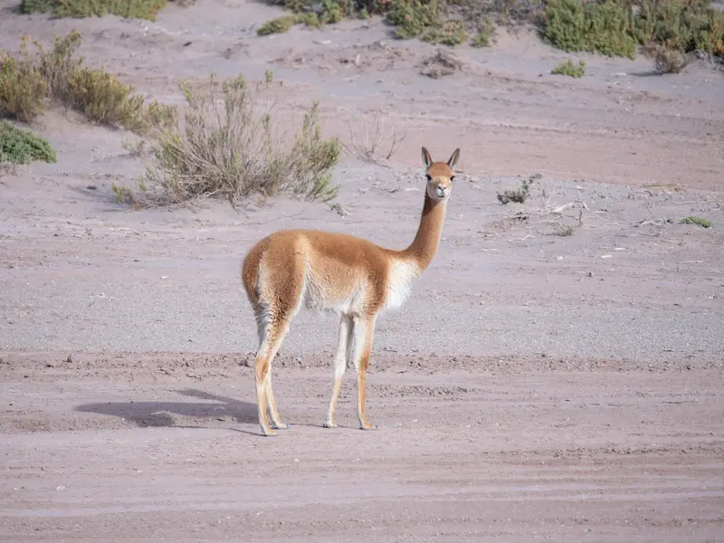 Entdecke die Vicuña - Andenkamel in der Wildnis | Viventura