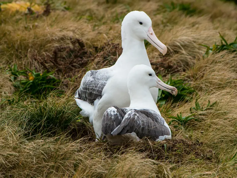 Southern Royal Albatross | Polartours