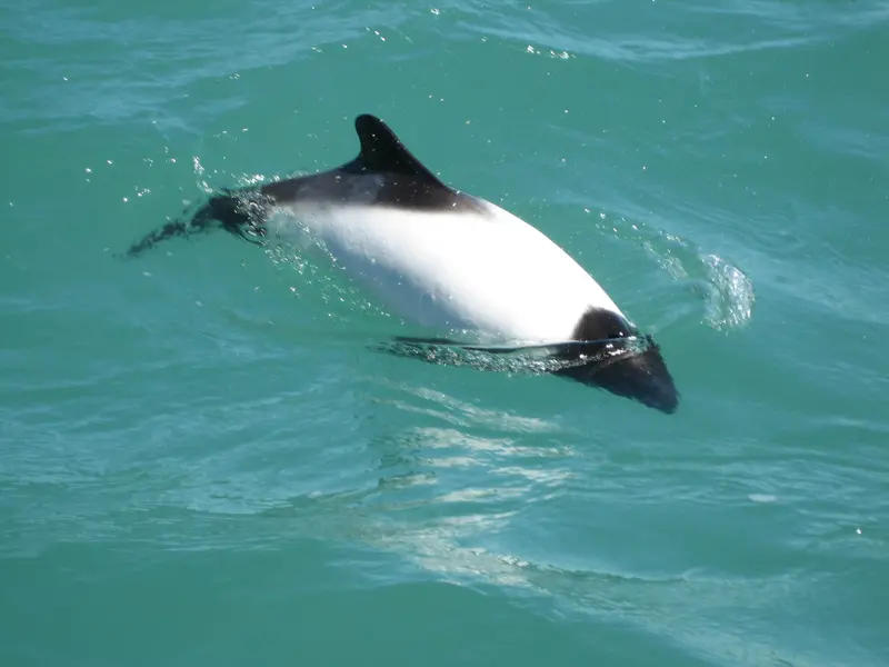 Commerson's Dolphin