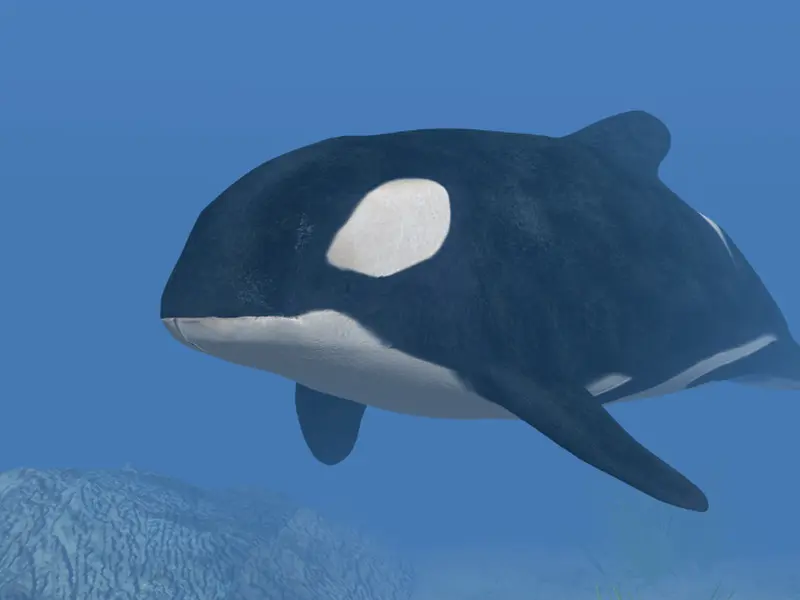 Exploring the Fascinating World of Orcas in Antarctica