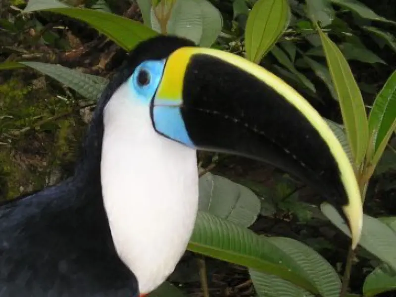White Throated Toucan: Beauty, Behavior & Ecology | Forest Guardians