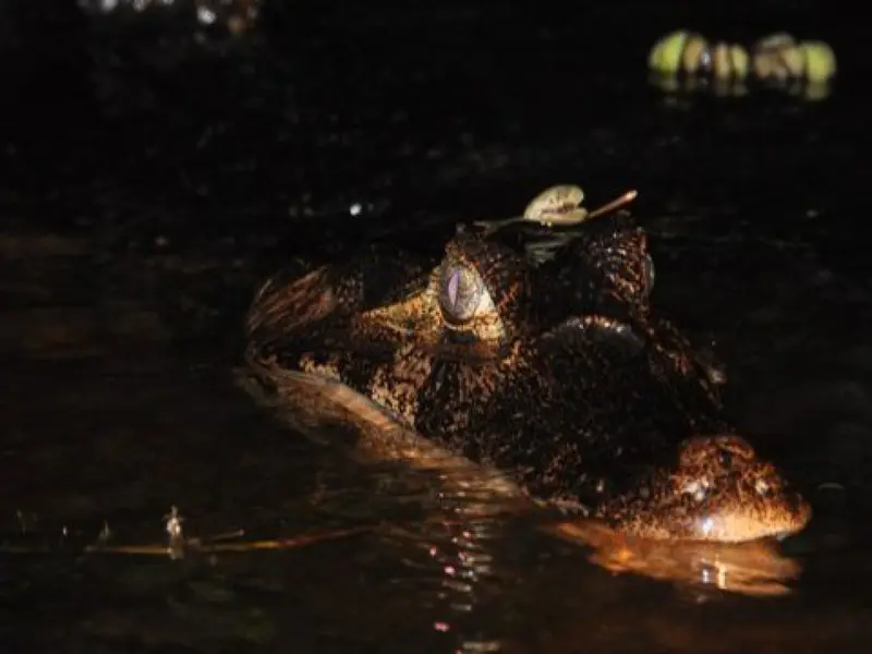 Caiman Spotting at Night in the Pantanal with Viventura