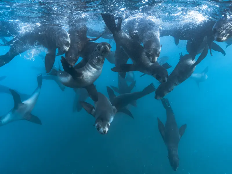 Polar Athena: Antarctic Spring Micro Fly Cruise | Polartours