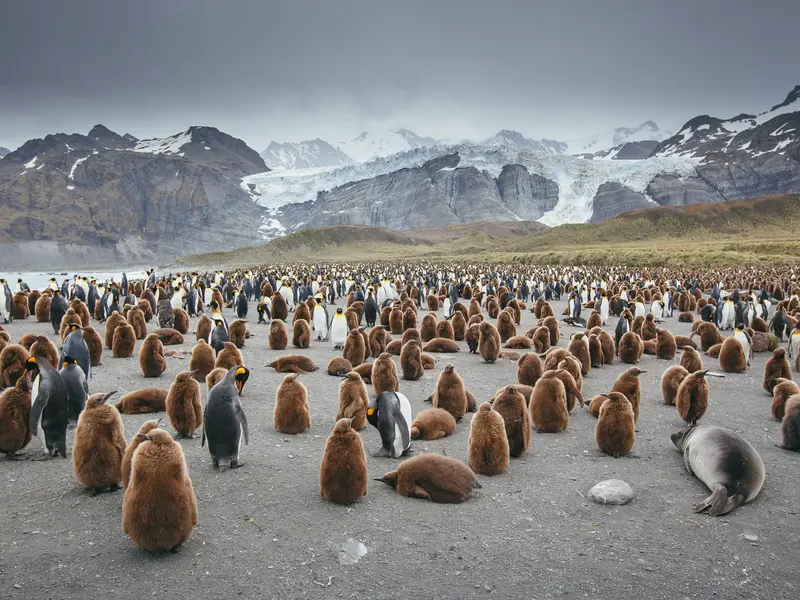 Ocean Explorer: South Georgia and Antarctic Peninsula- Penguin Safari ...