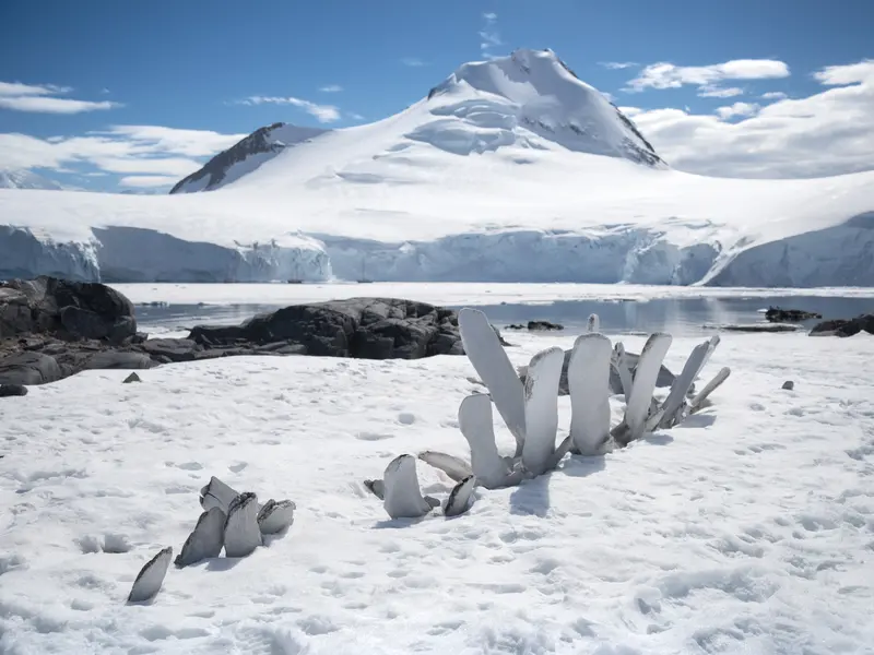 Ocean Explorer: Antarctic Express: Fly South, Cruise North | Polartours