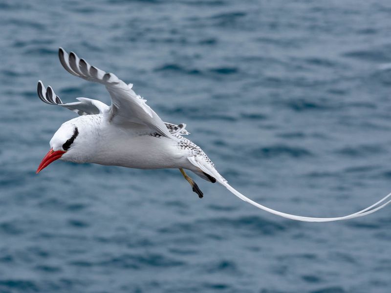 Red-Billed Tropicbird | Galapatours