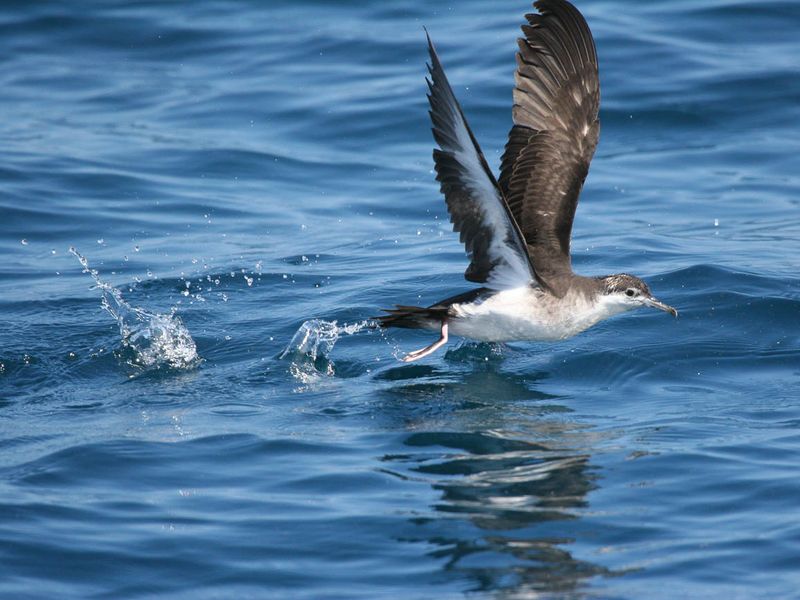 Galapagos Shearwater | Galapatours