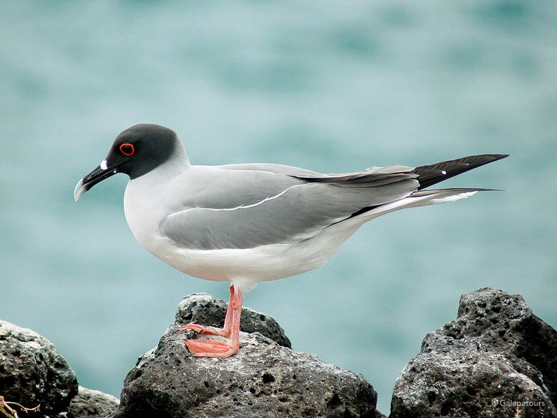 Swallow-Tailed Gull | Galapatours