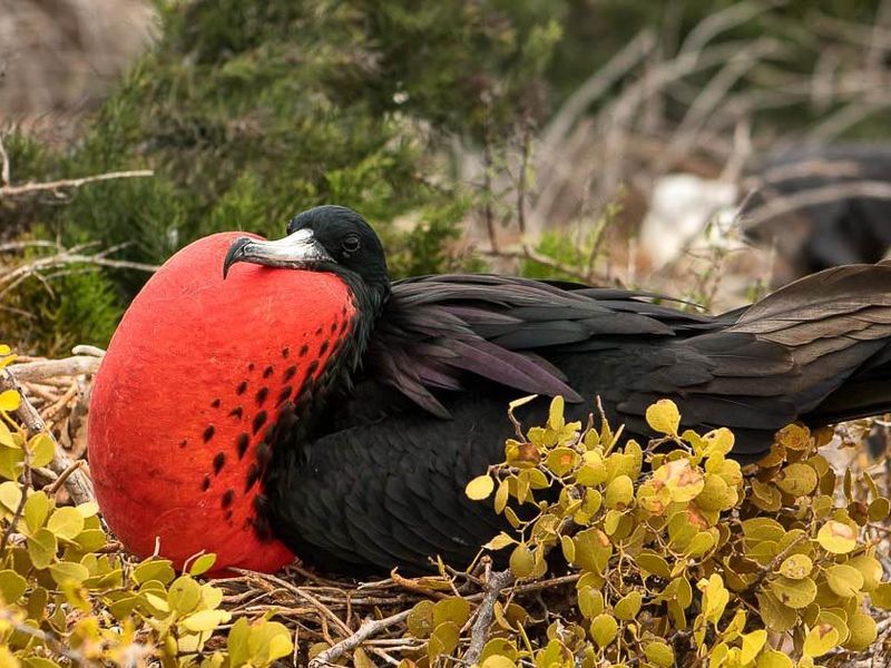 Fragata Común de Galápagos | Galapatours