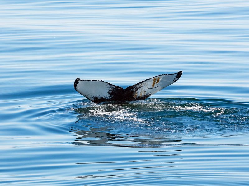 Ballena, or Whale Bay | Galapatours