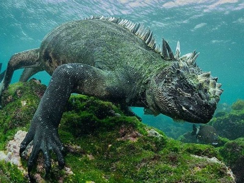 Cape Douglas | Galapatours