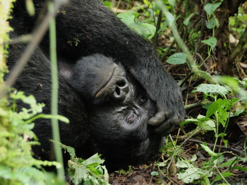 Beste Reisezeit für Uganda – mit Klimatabellen, Safari- und Gorilla-Tipps