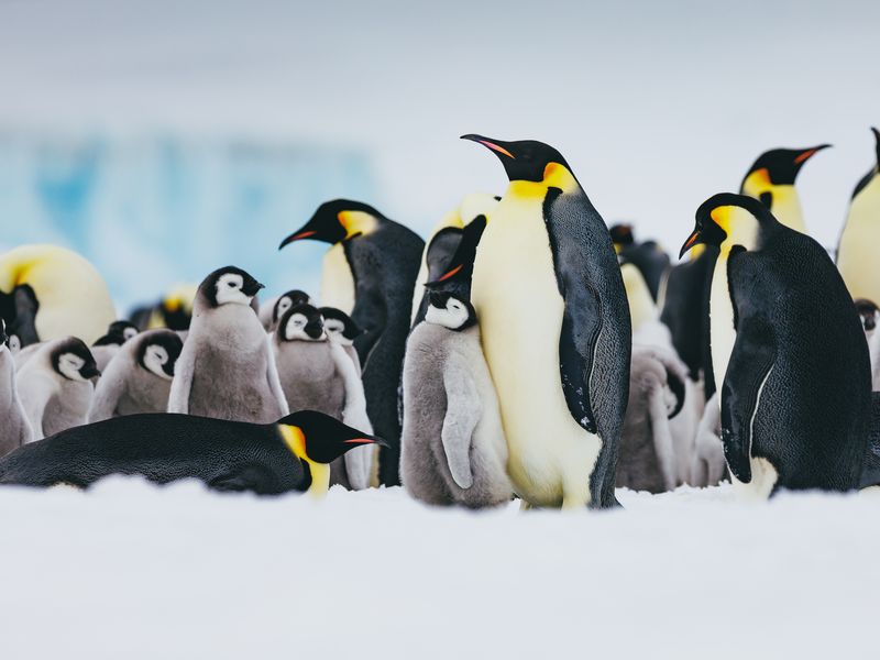 Ultramarine: Emperor Penguin Quest - Expedition to Snow Hill | Polartours