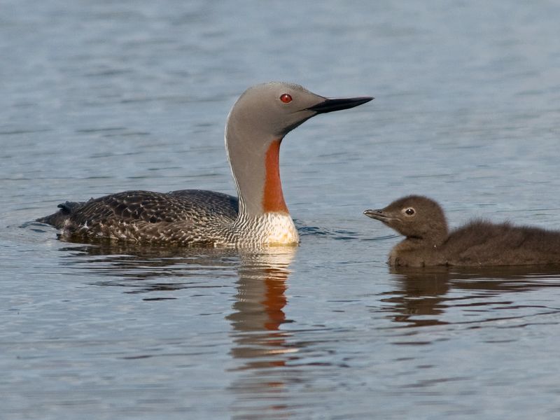 Red-throated Loon (Diver)