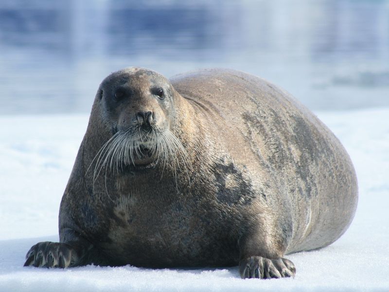 Bearded Seal