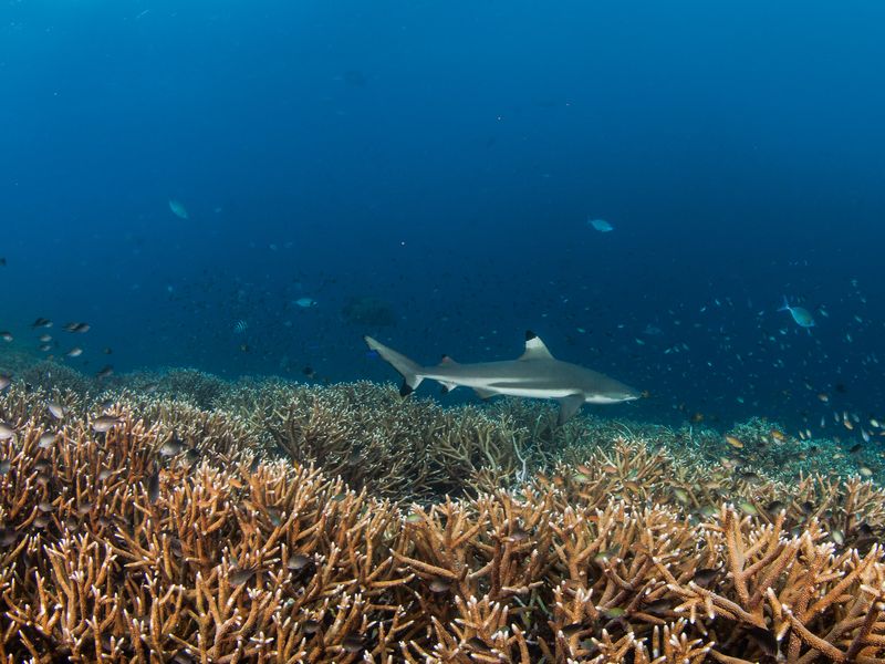 Equator Islands Diving Cruise | DiveIndonesia.com
